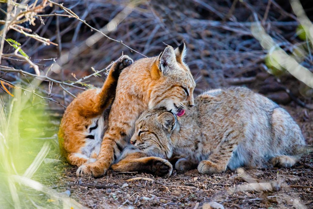 Meet BG Boyd | Software Developer & Photographer - SHOUTOUT ARIZONA